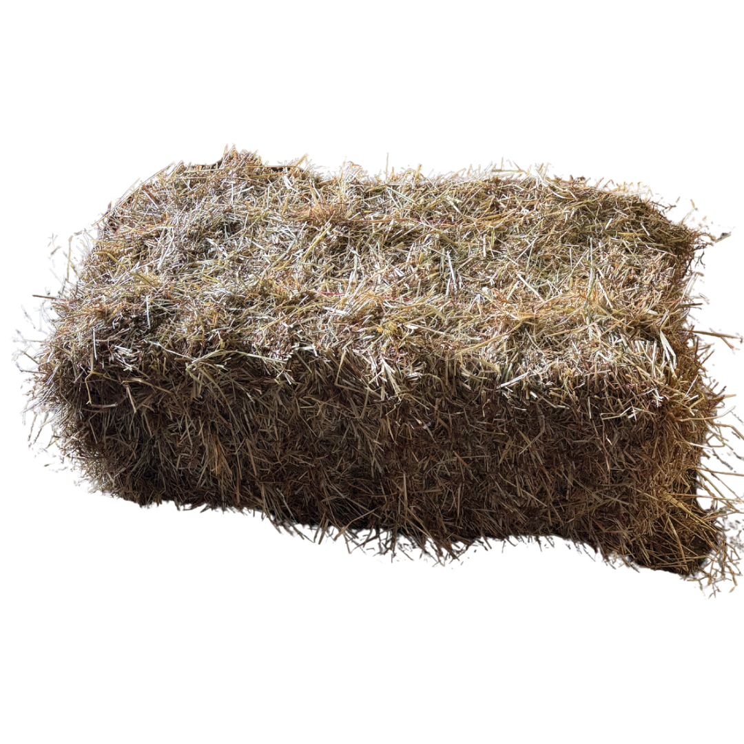 Ryegrass Hay Conventional Bales (21 Bales Per Pack ) – NPNUNN