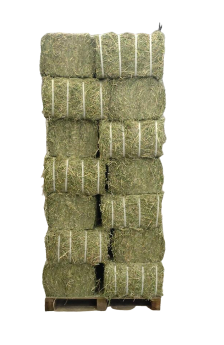 Double Compressed Alfalfa Hay (36 bales Per Pallet) – NPNUNN